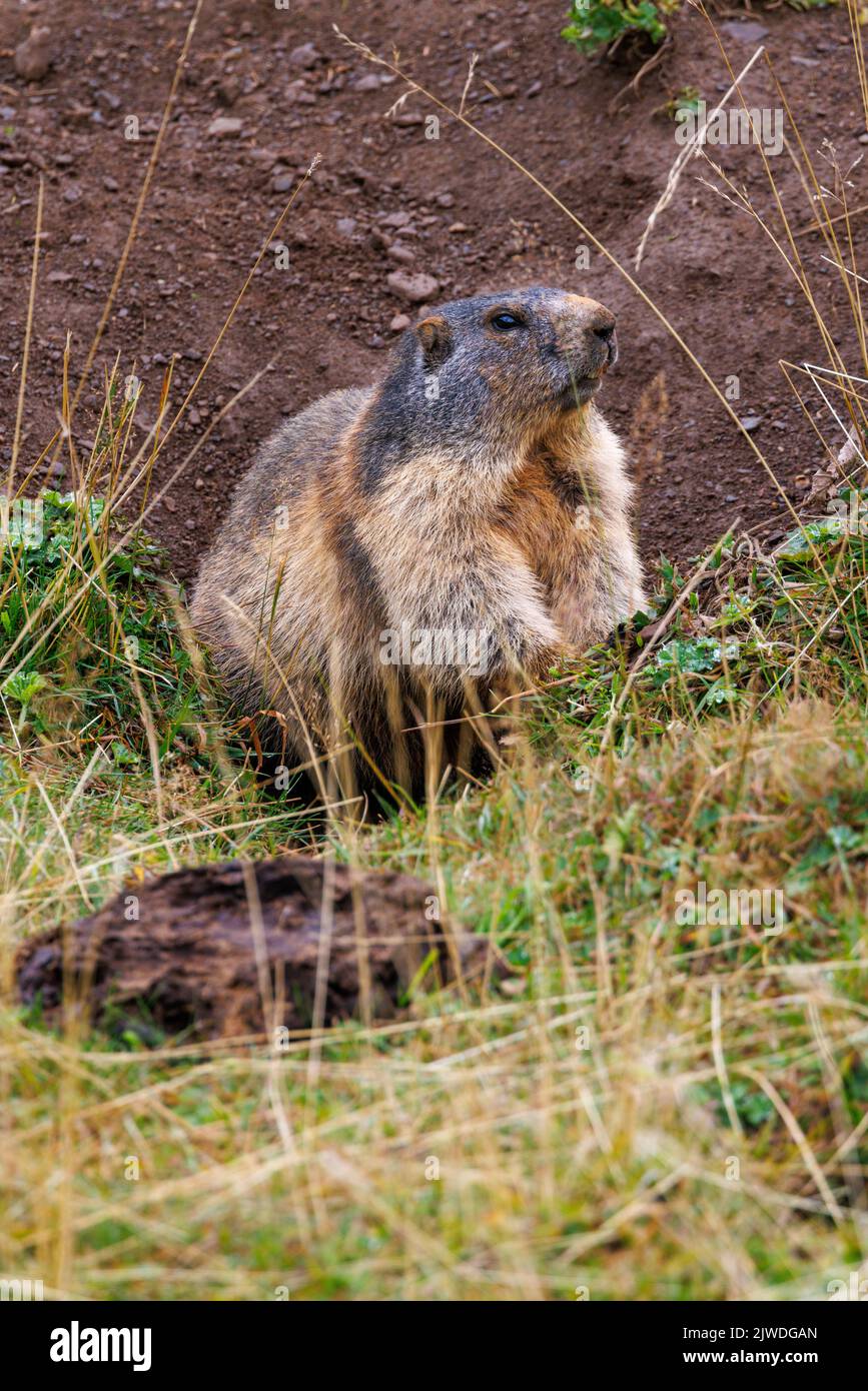 Murmeltier schweiz hi-res stock photography and images - Alamy