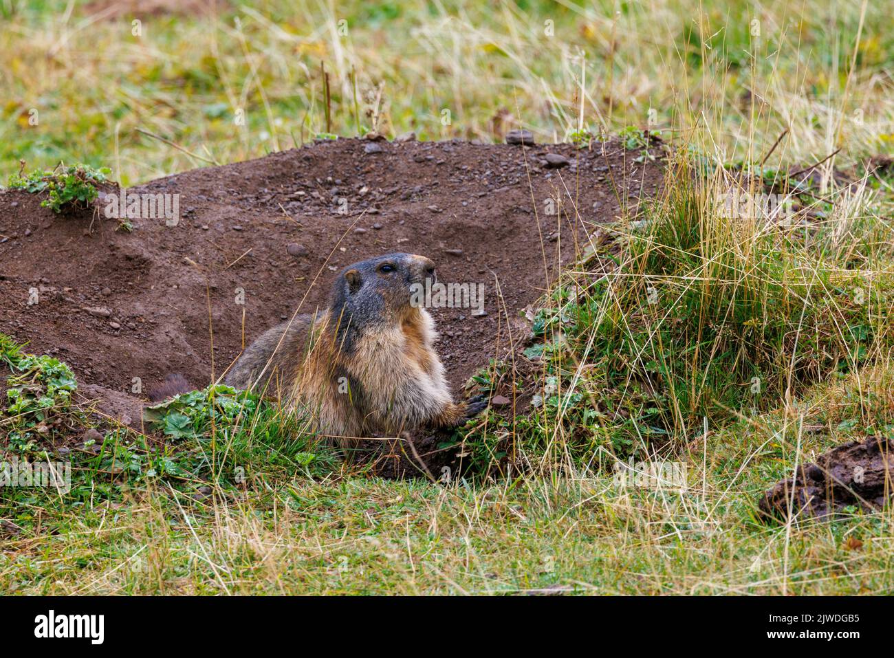 Murmeltier schweiz hi-res stock photography and images - Alamy