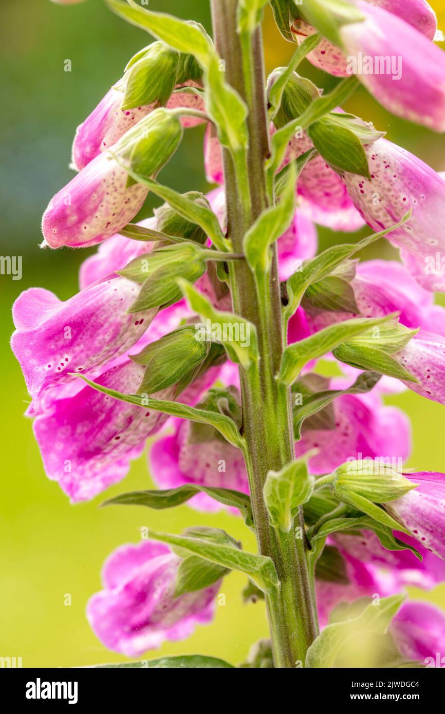 Striking natural close-up environmental flower poster portrait of ...
