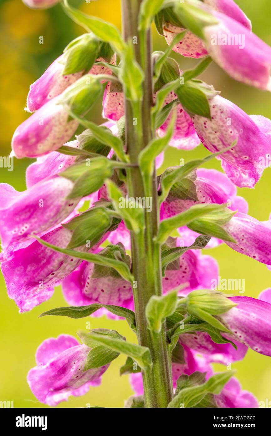 Striking natural close-up environmental flower poster portrait of ...