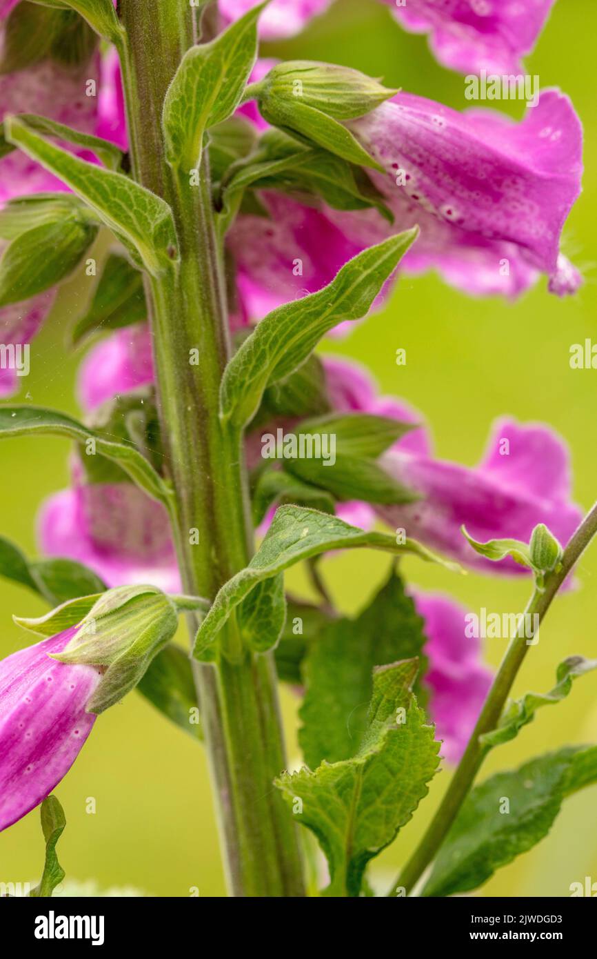 Striking natural close-up environmental flower poster portrait of ...