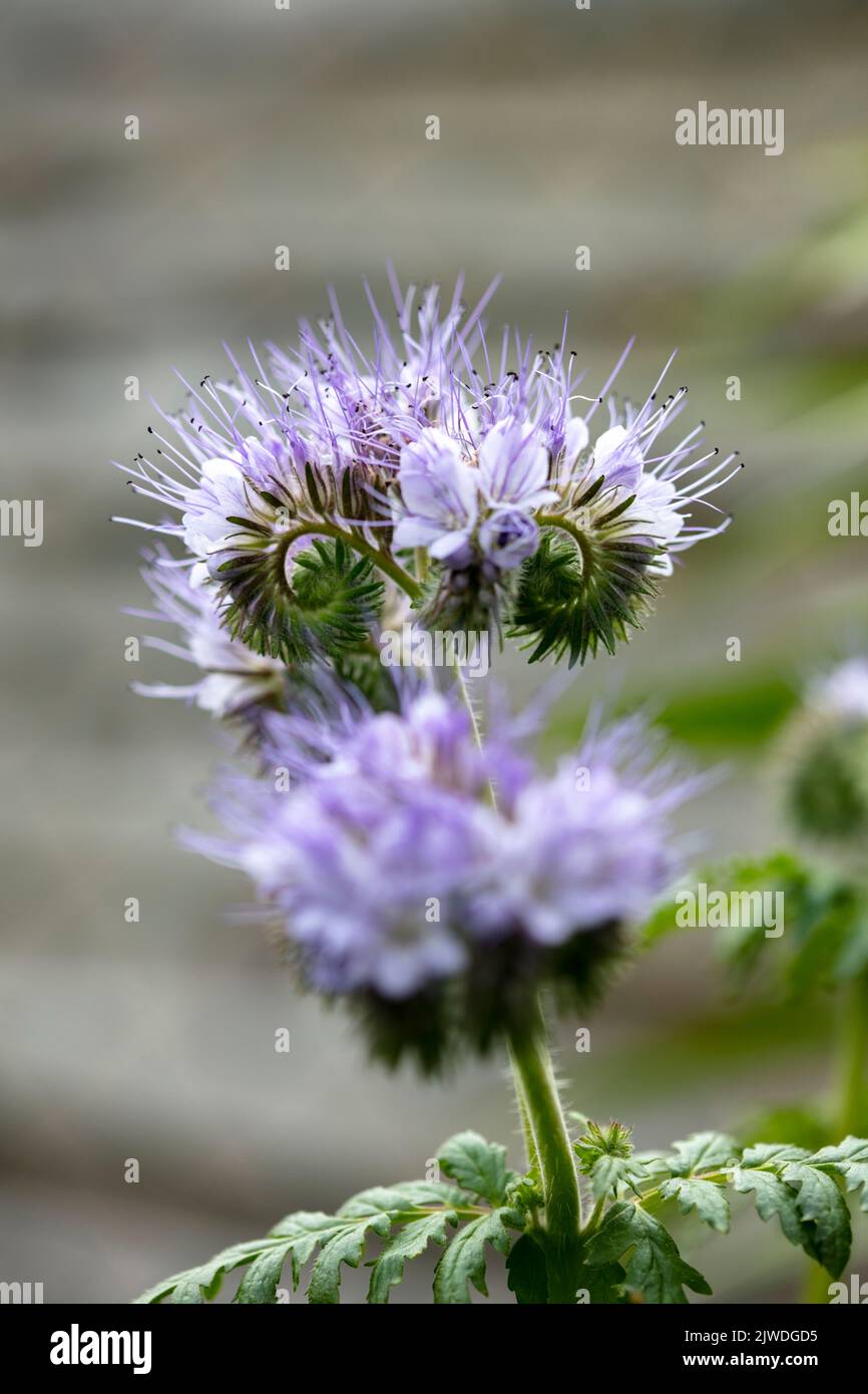 Pretty useful Phacelia Tanacetifolia flowering in bright sunshine ...