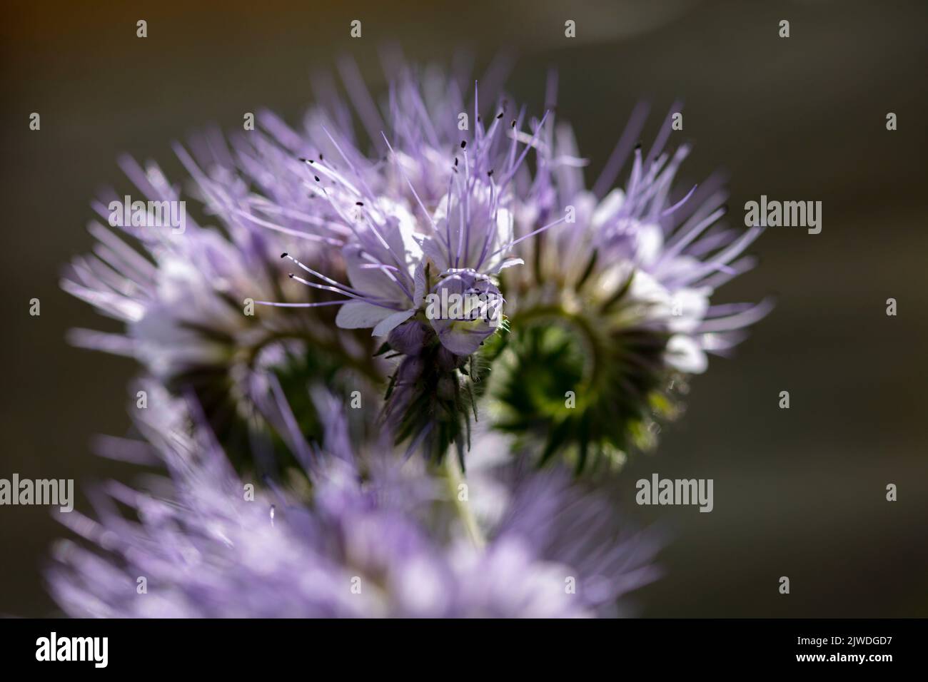 Pretty useful Phacelia Tanacetifolia flowering in bright sunshine ...