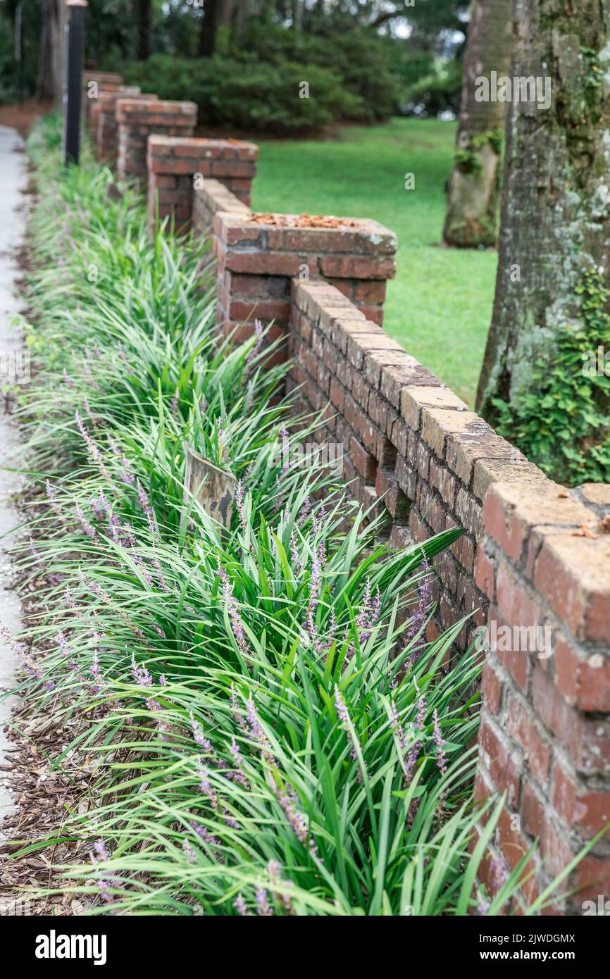 Monkey Grass Border