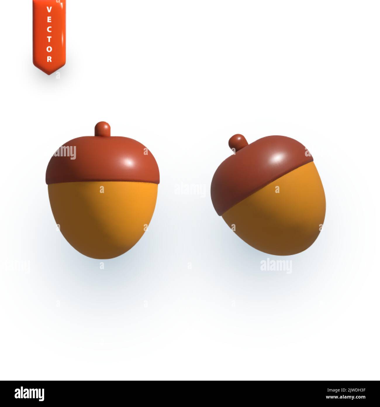 Realistic acorn in different projections. Vector illustration Stock ...