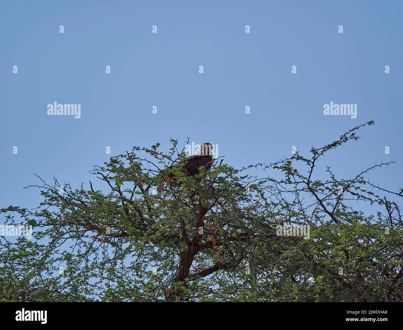 Raptor, bird of prey, high in a tree in Etosha national park, Namibia ...