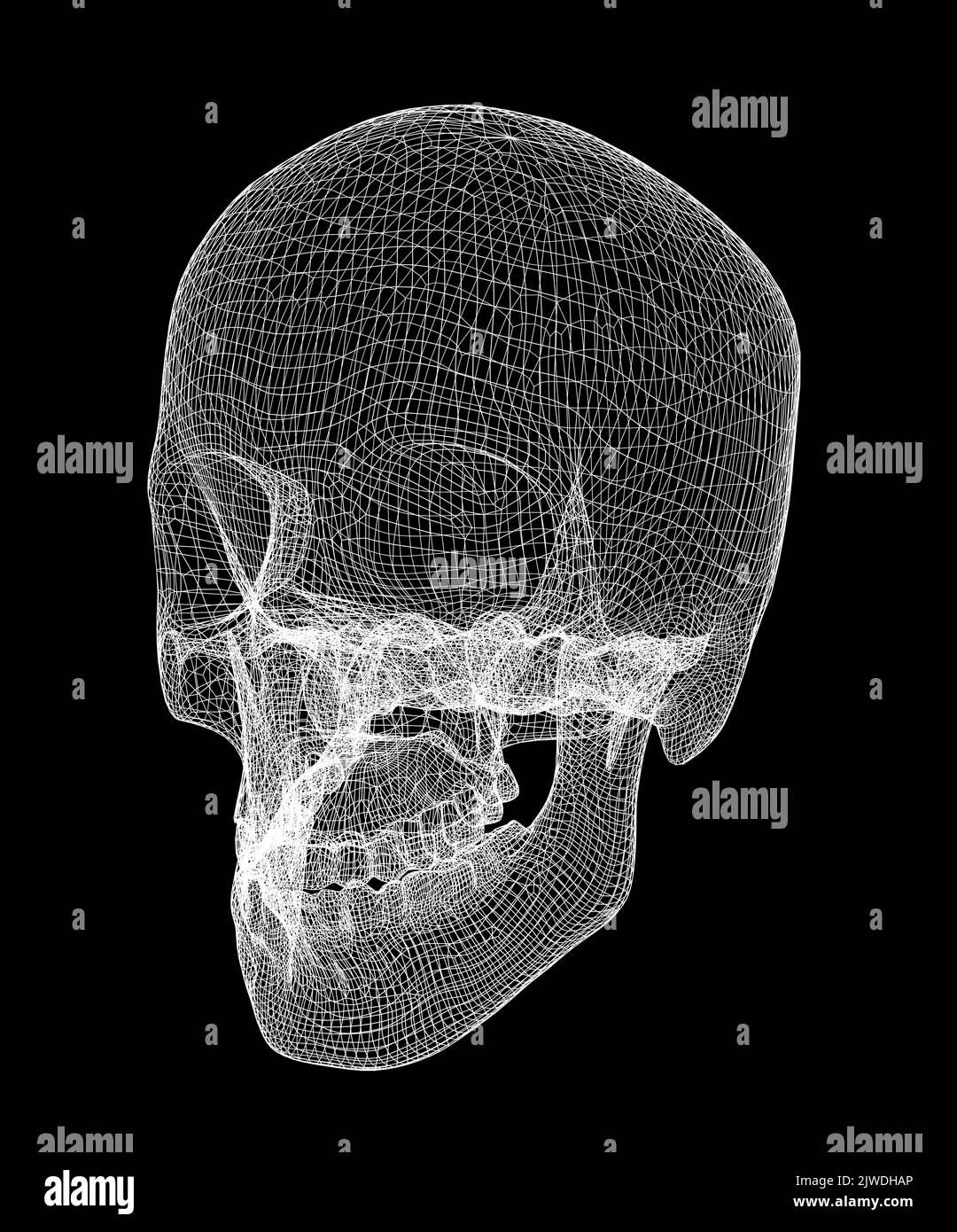 Abstract geometric mesh of a human skull. White grid on a black ...