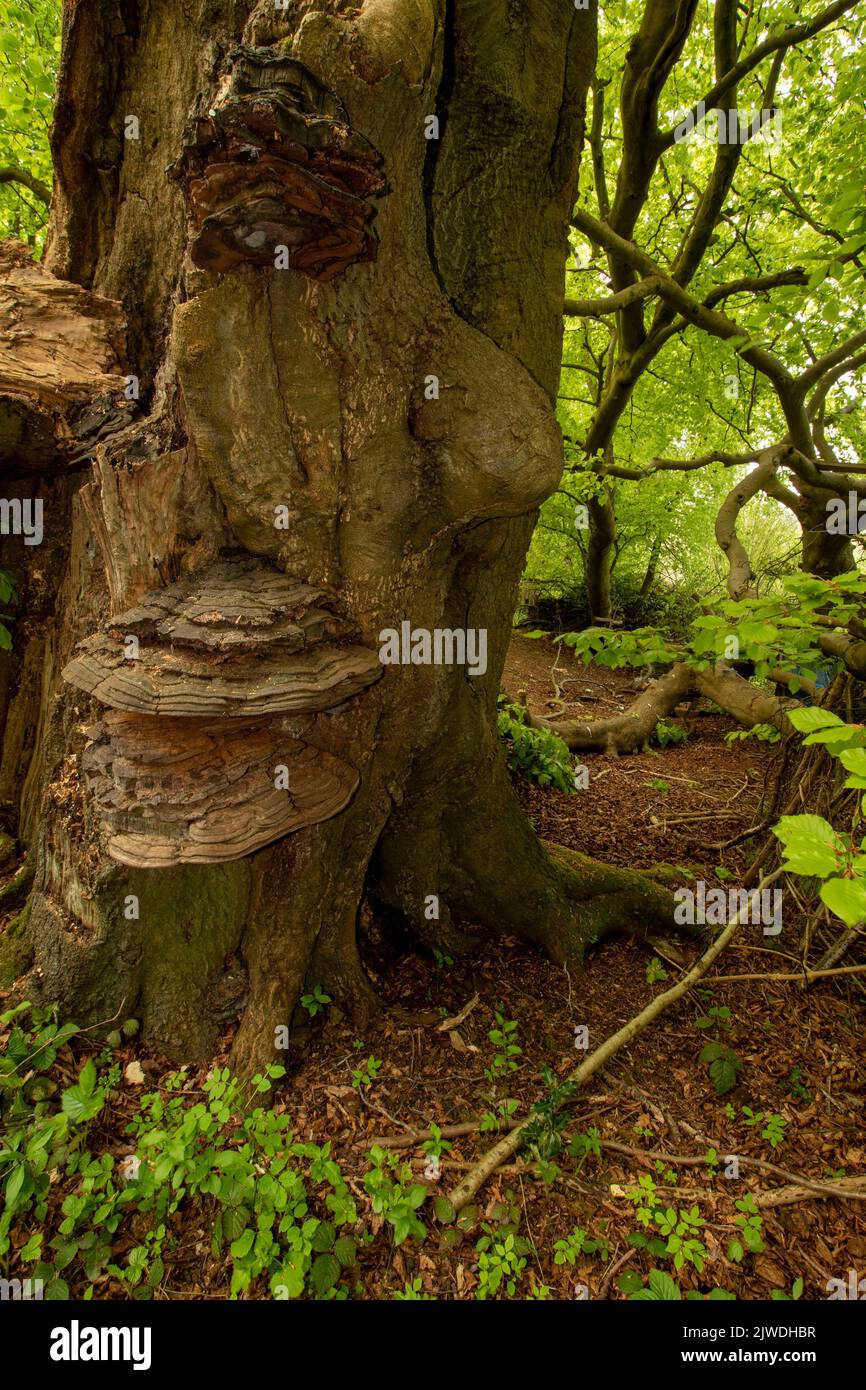 Multi-tiered bracket fungi on solid looking tree trunk, natural forest ...