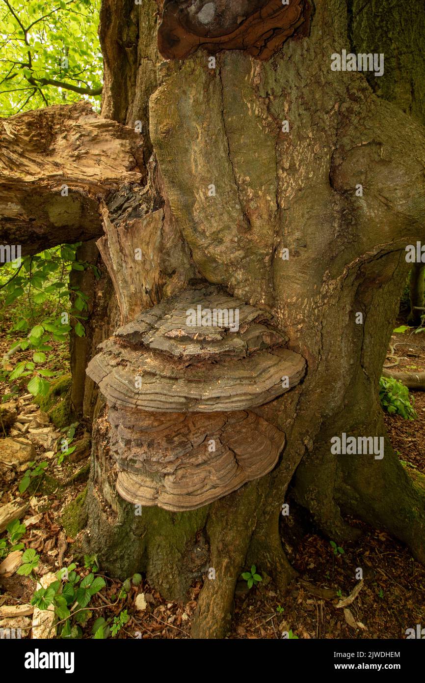 Multi-tiered bracket fungi on solid looking tree trunk, natural forest ...