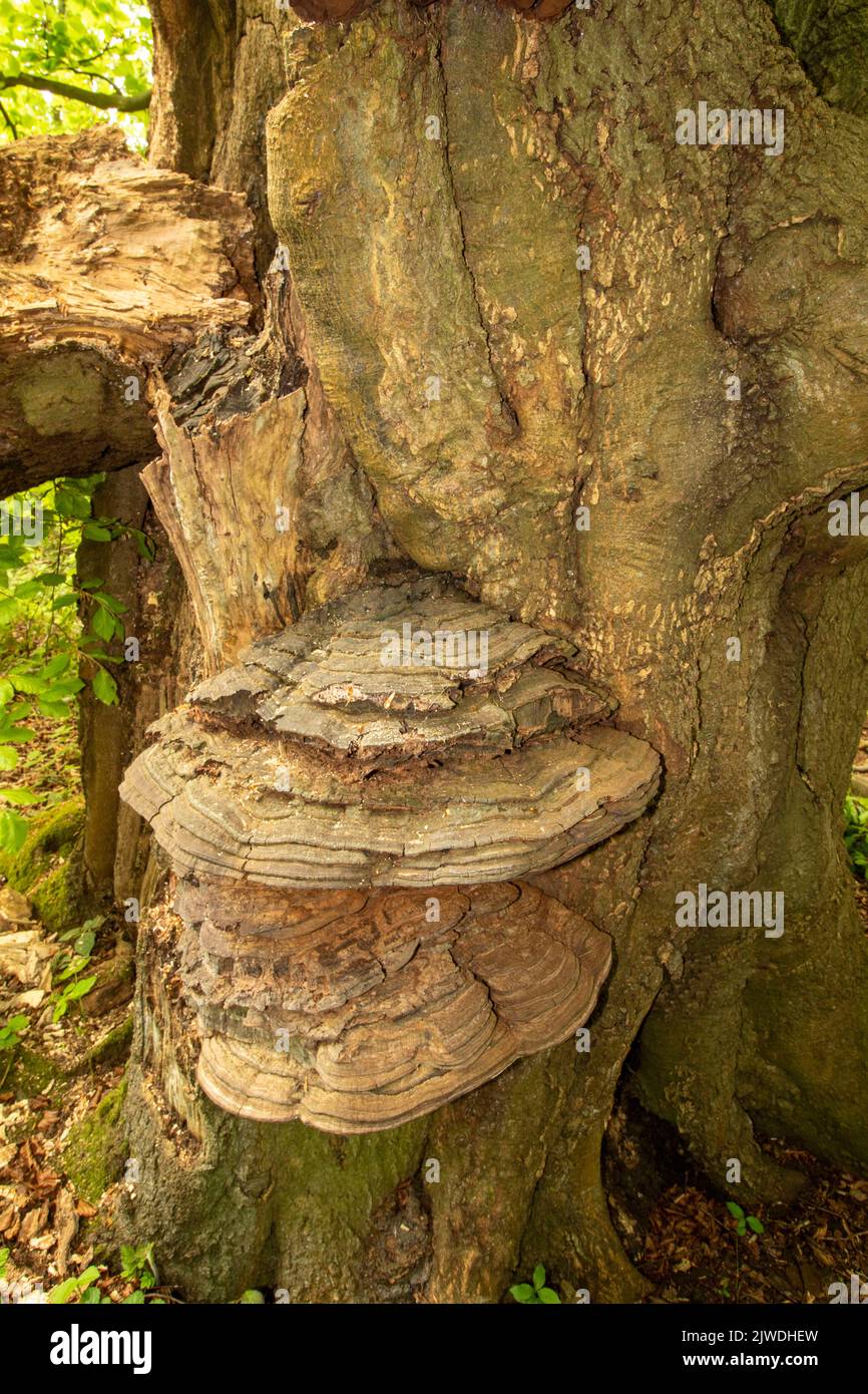 Multi-tiered bracket fungi on solid looking tree trunk, natural forest ...