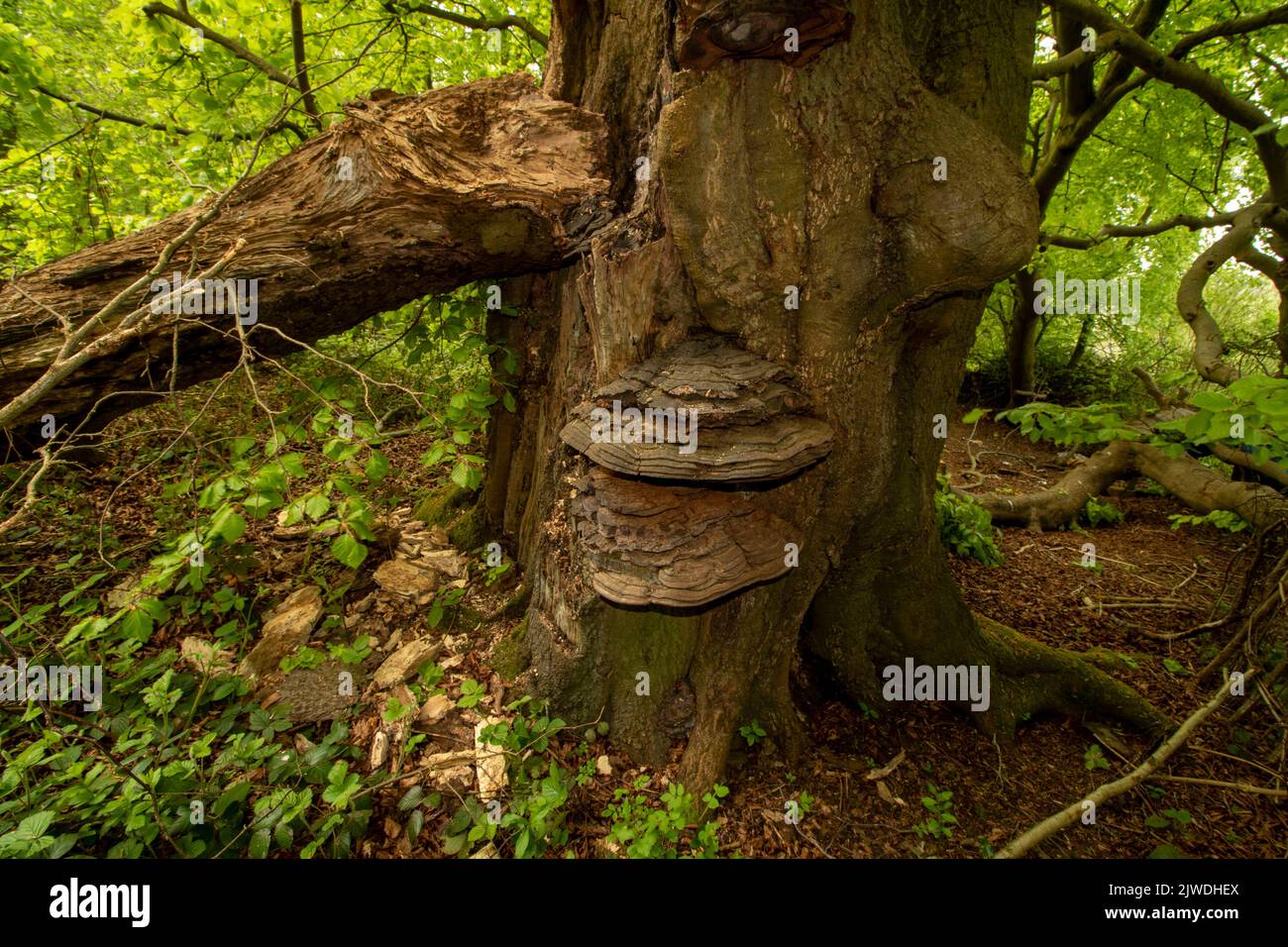 Multi-tiered bracket fungi on solid looking tree trunk, natural forest ...