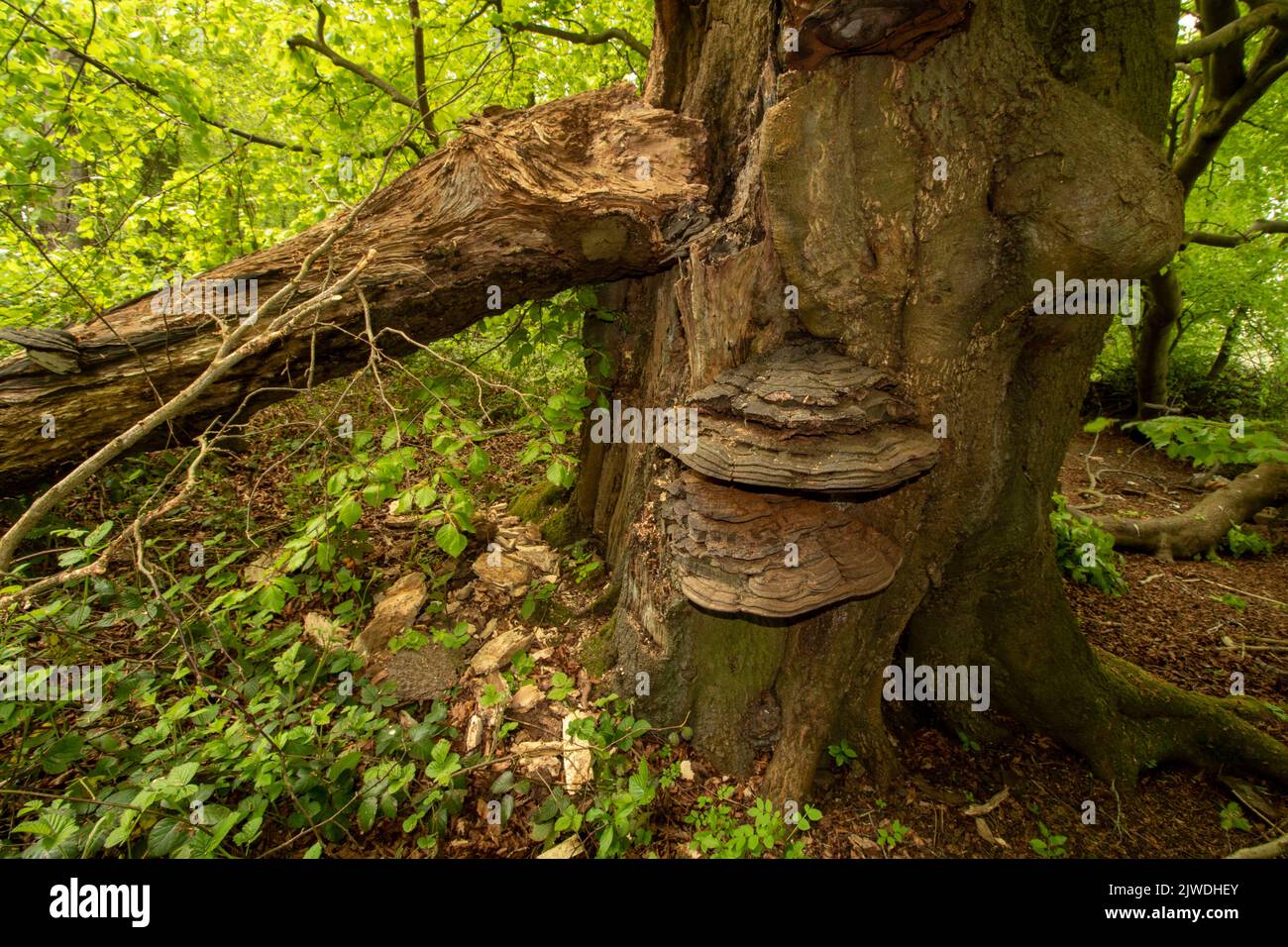 Multi-tiered bracket fungi on solid looking tree trunk, natural forest ...