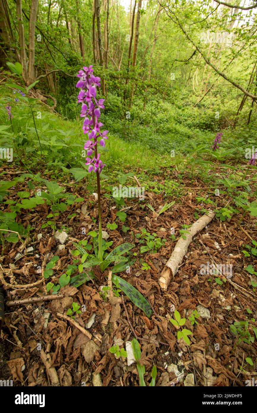 Natural close-up environmental flower portrait of Orchis mascula, Early ...