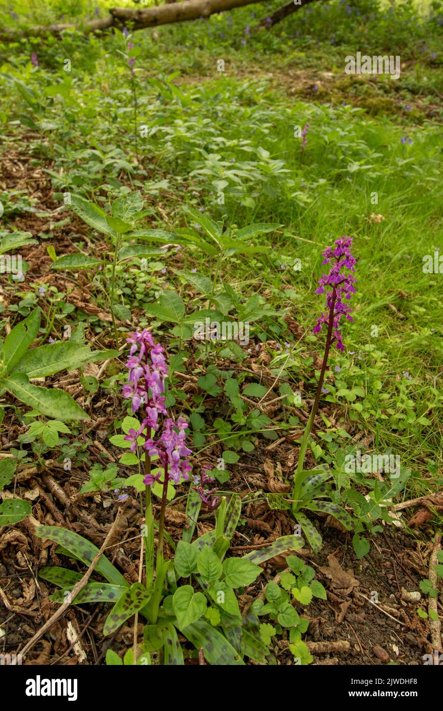 Natural close-up environmental flower portrait of Orchis mascula, Early ...