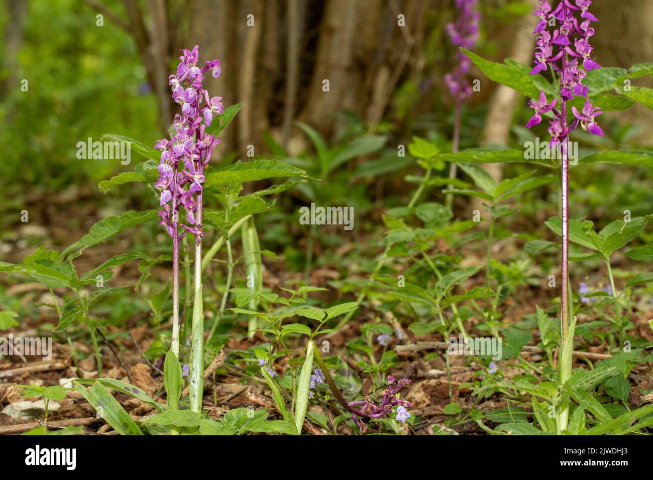 Natural close-up environmental flower portrait of Orchis mascula, Early ...