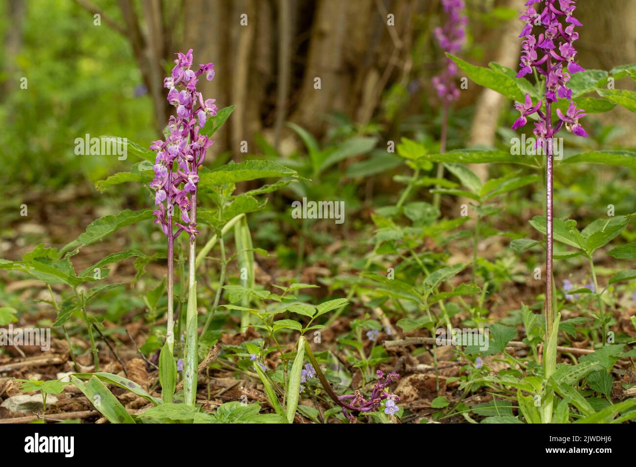 Natural close-up environmental flower portrait of Orchis mascula, Early ...