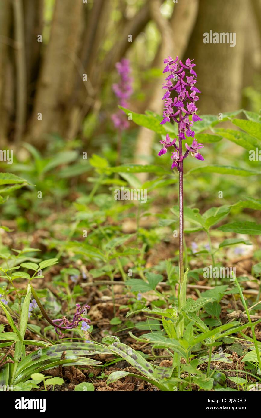 Natural close-up environmental flower portrait of Orchis mascula, Early ...