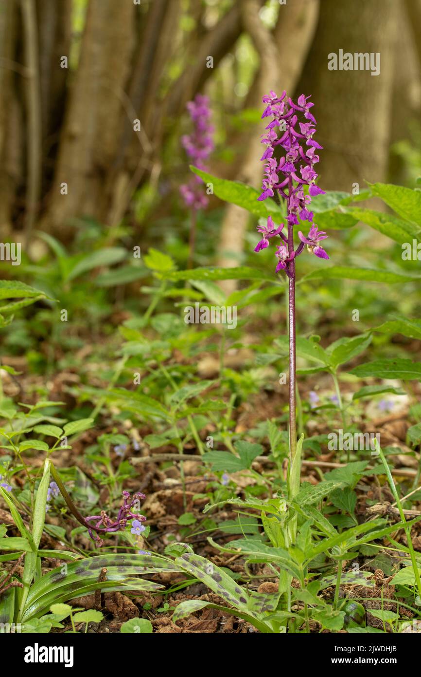 Natural close-up environmental flower portrait of Orchis mascula, Early ...