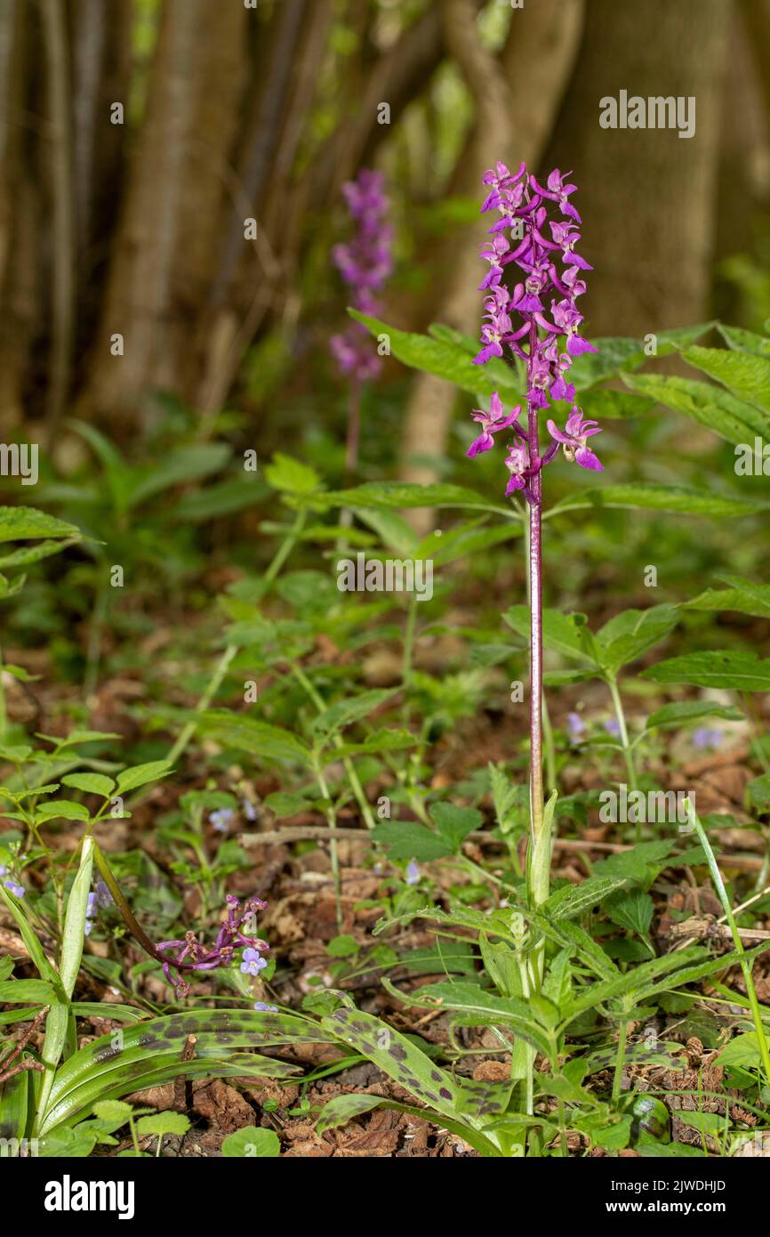 Natural close-up environmental flower portrait of Orchis mascula, Early ...