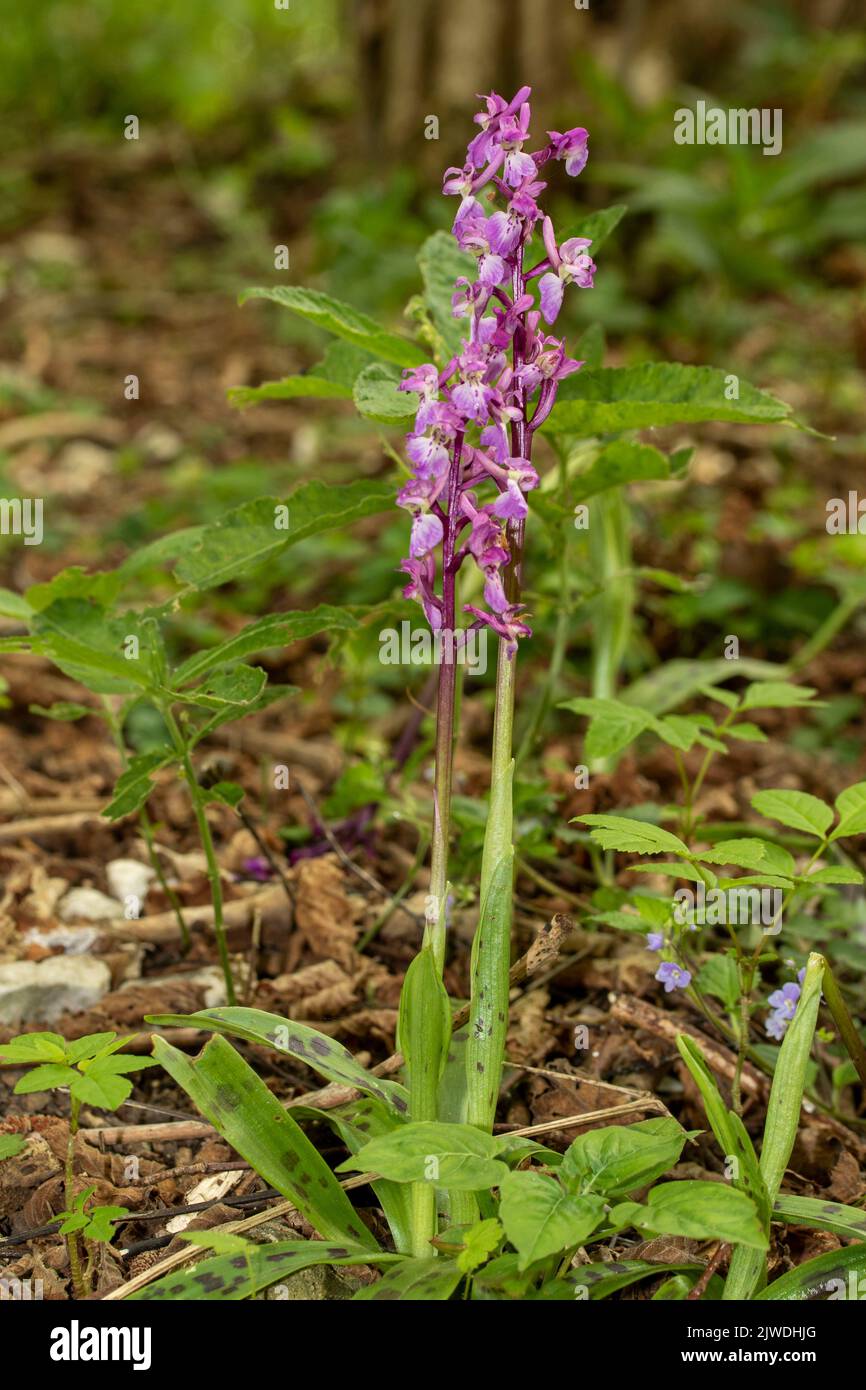 Natural close-up environmental flower portrait of Orchis mascula, Early ...
