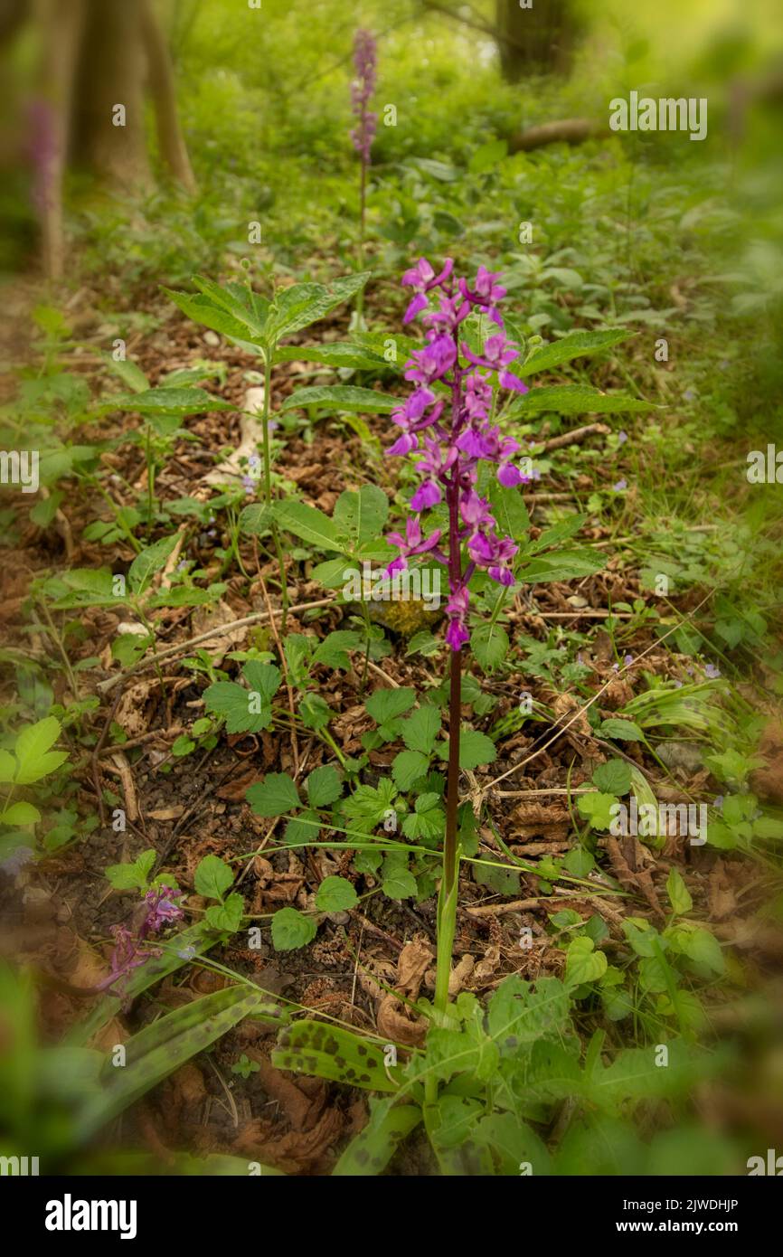 Natural close-up environmental flower portrait of Orchis mascula, Early ...