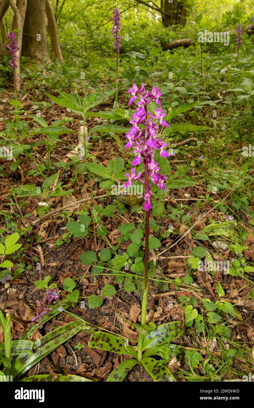 Natural close-up environmental flower portrait of Orchis mascula, Early ...