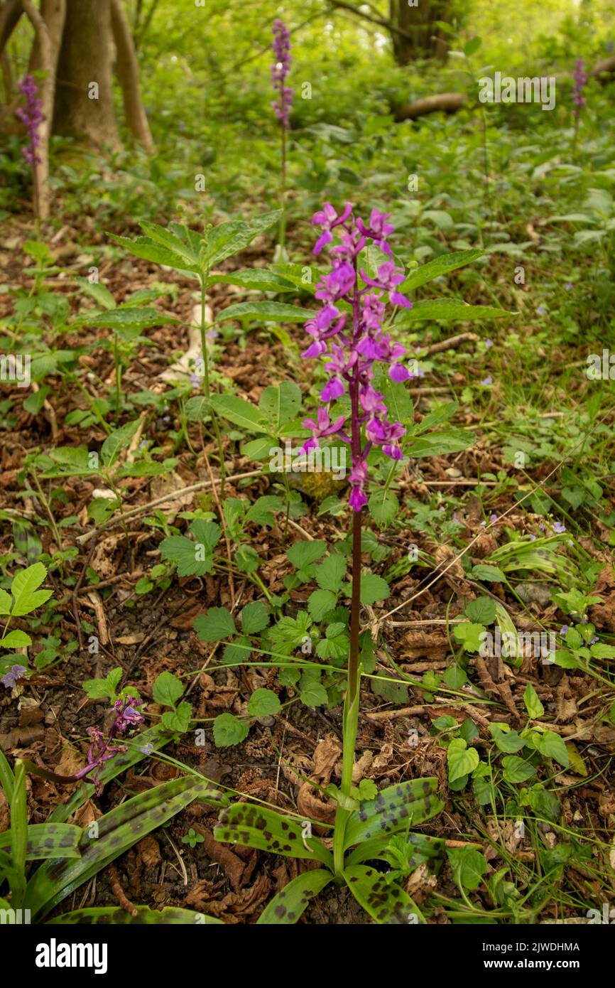 Natural close-up environmental flower portrait of Orchis mascula, Early ...