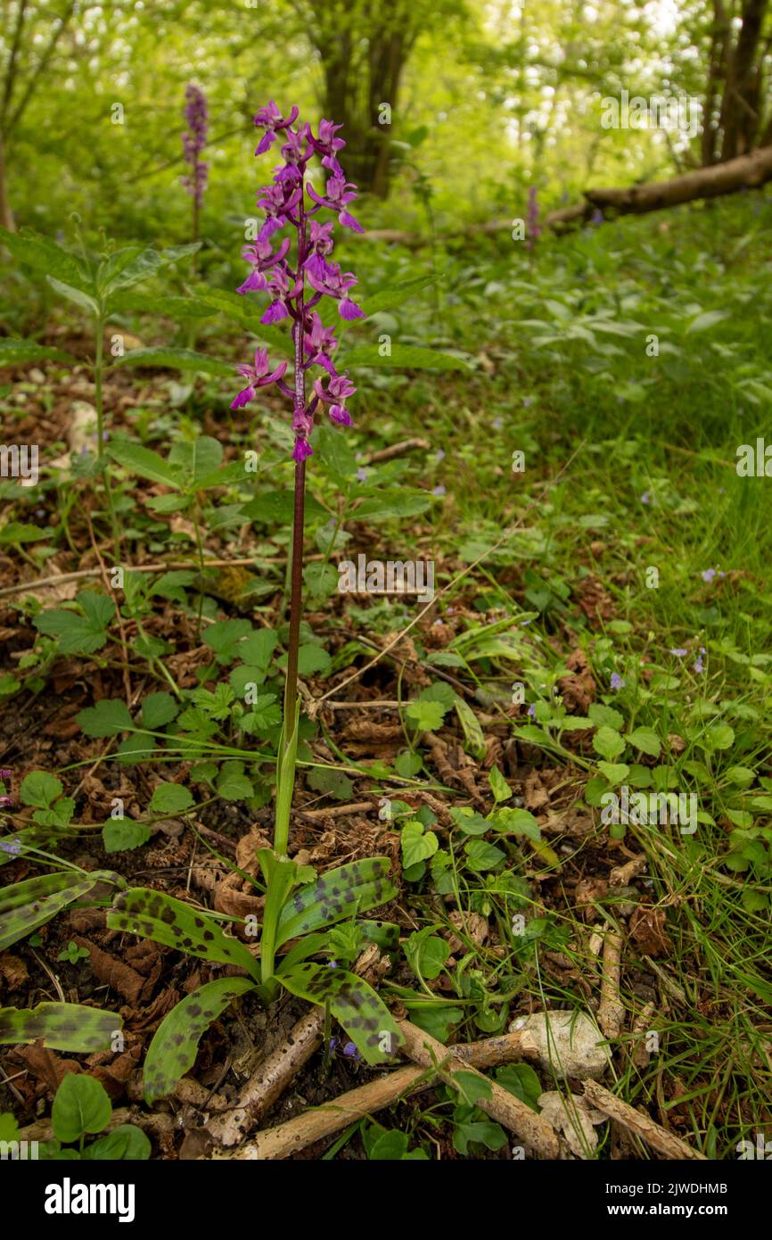 Natural close-up environmental flower portrait of Orchis mascula, Early ...