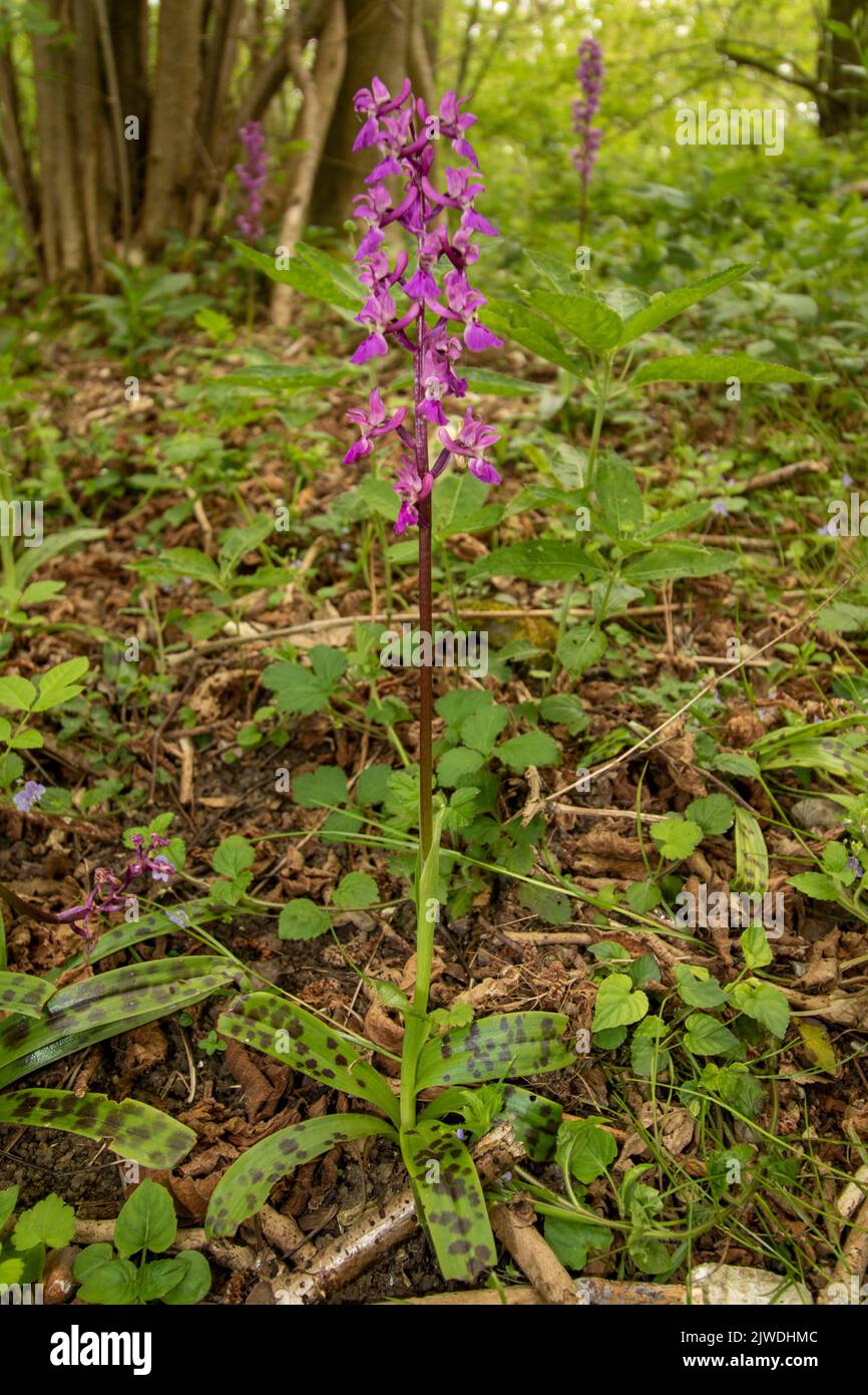 Natural close-up environmental flower portrait of Orchis mascula, Early ...