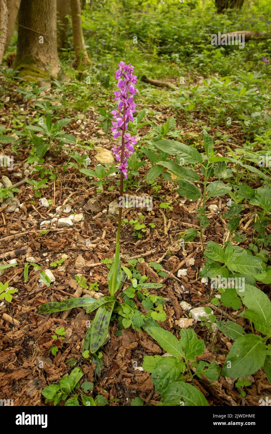 Natural close-up environmental flower portrait of Orchis mascula, Early ...