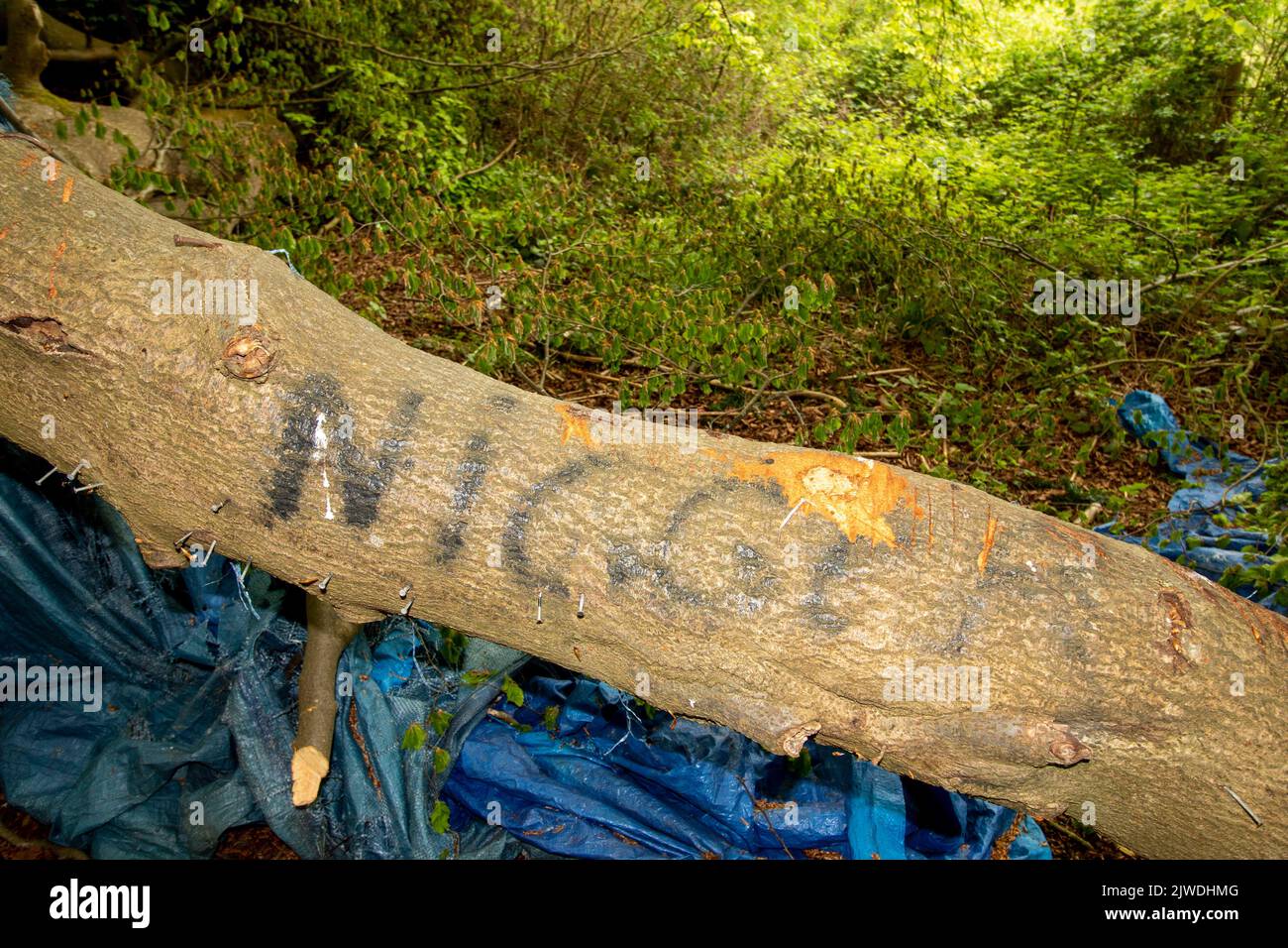 Casual Racism as racial slur written in black on the branch of a tree ...