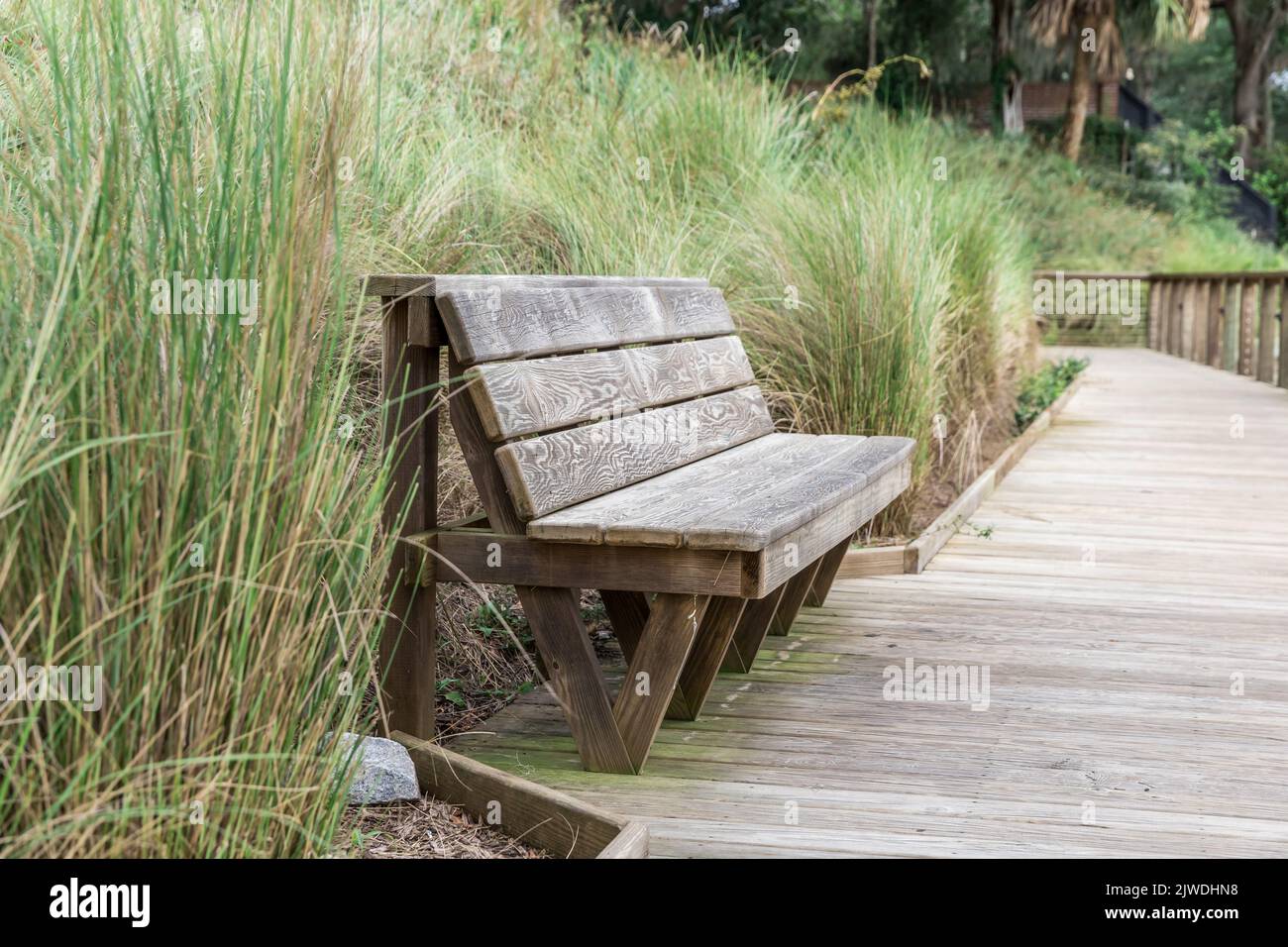 An empty peaceful bench with tall grass behind it with no one on it at ...