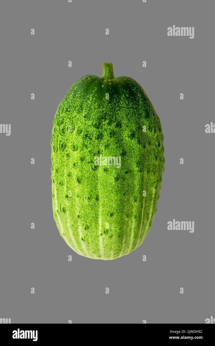 Fresh whole plump cucumber isolated on a grey background with clipping ...