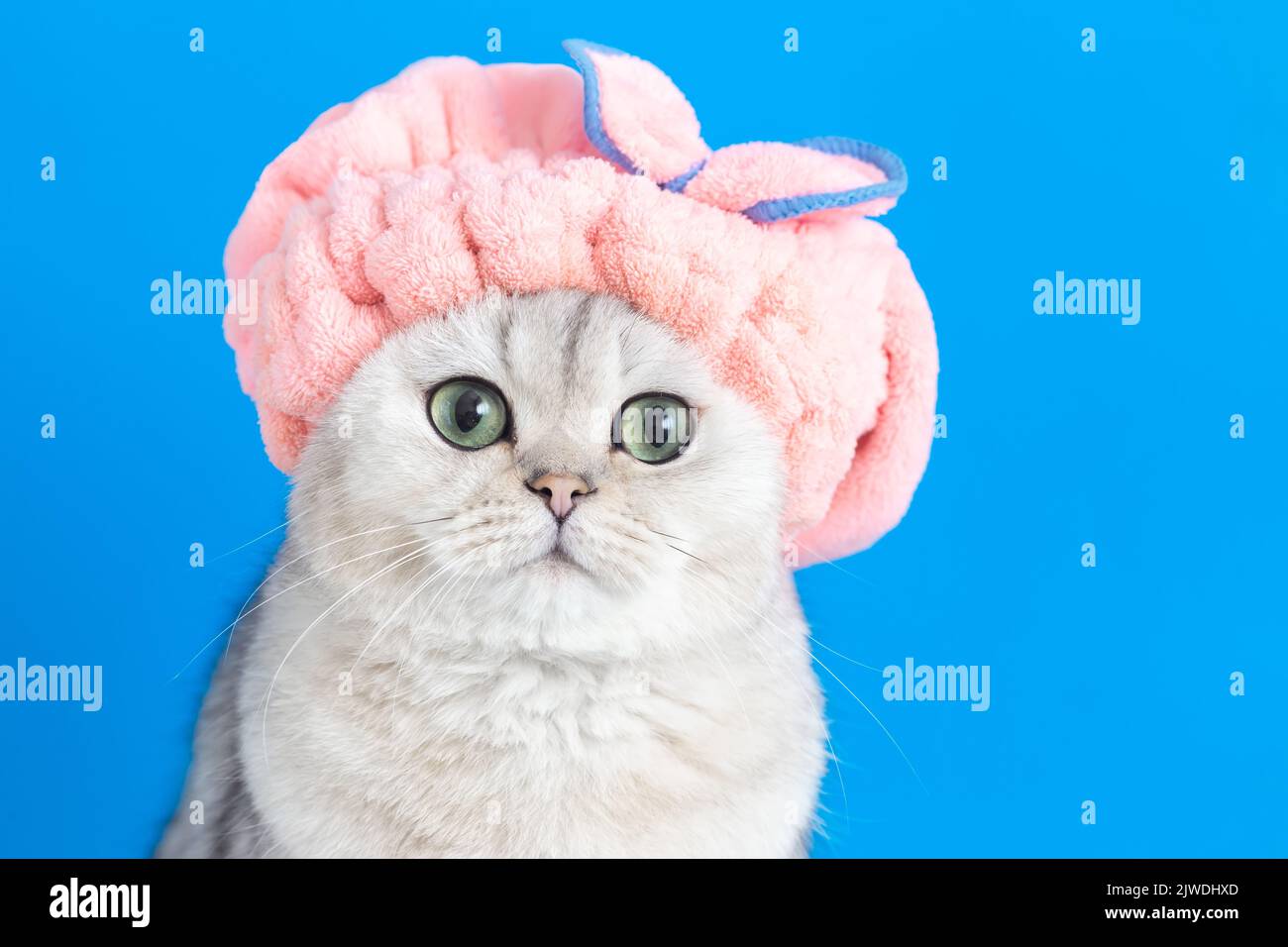 Adorable white cute cat, after bathing, in pink hat Stock Photo - Alamy