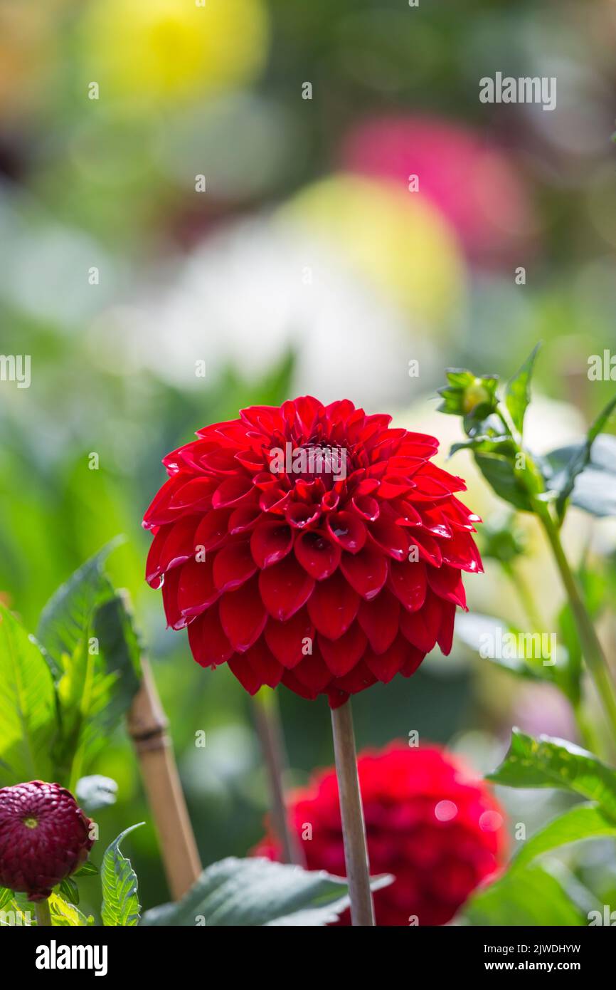 A rich red coloured pom-pom dahlia flower in an English country garden ...