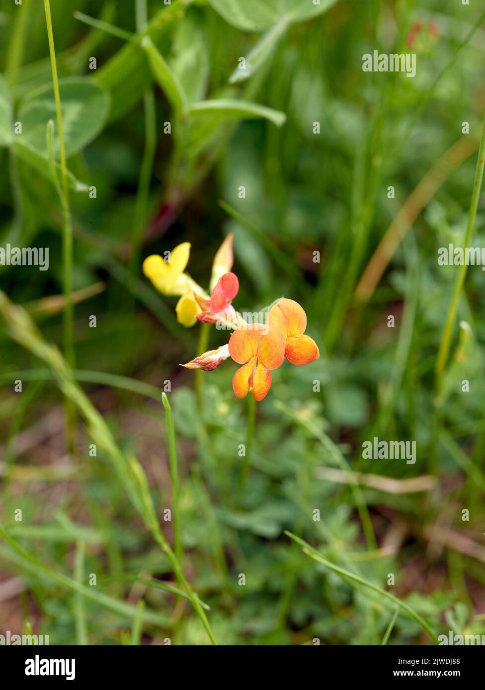 Beautiful yellow natural close up of Bird's-foot trefoil in its meadow ...