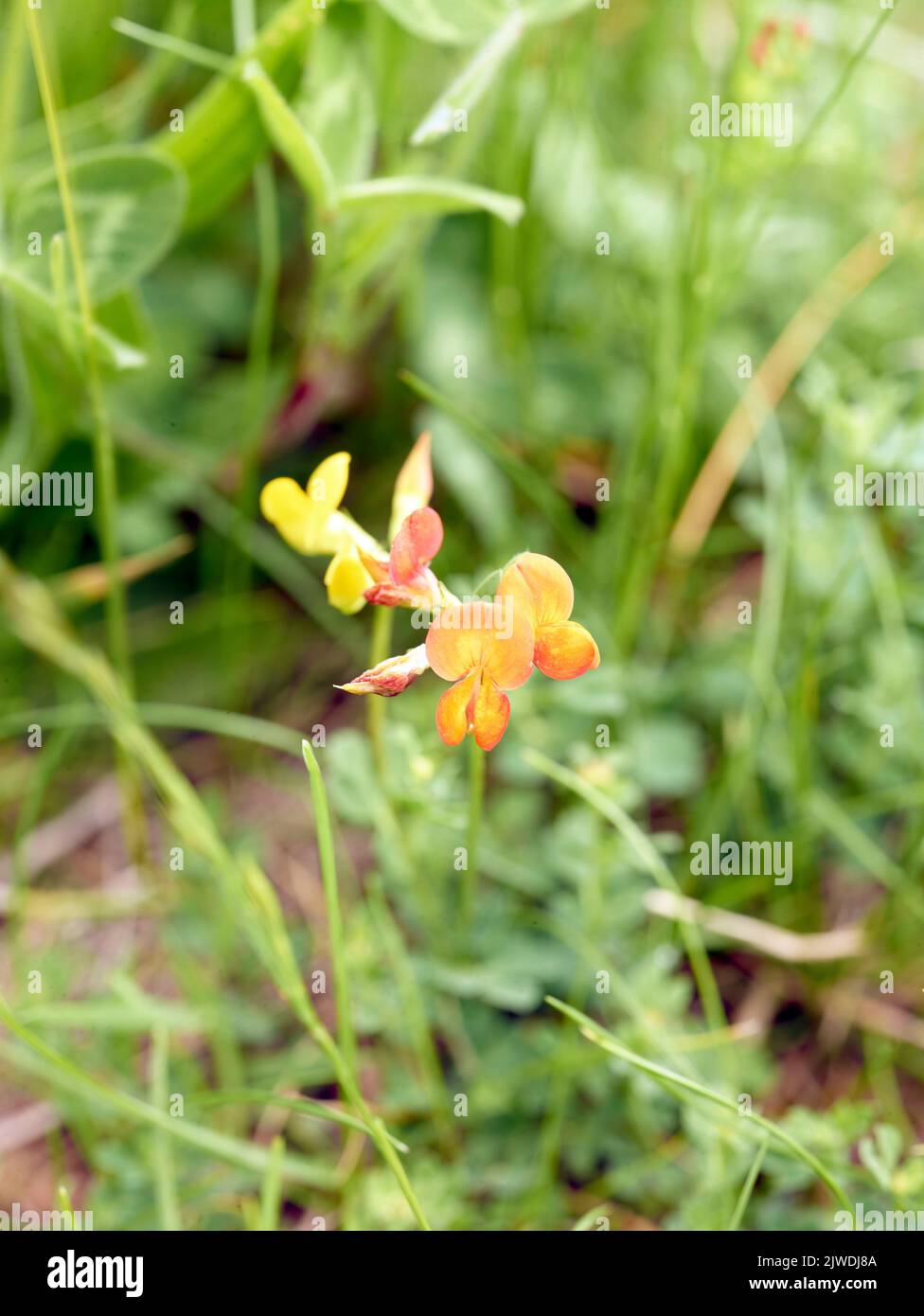 Beautiful yellow natural close up of Bird's-foot trefoil in its meadow ...