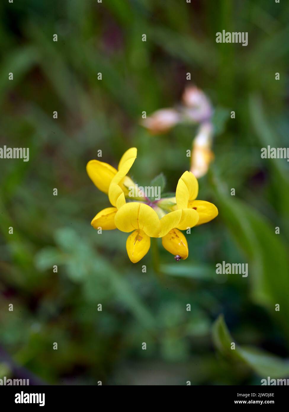 Beautiful yellow natural close up of Bird's-foot trefoil in its meadow ...