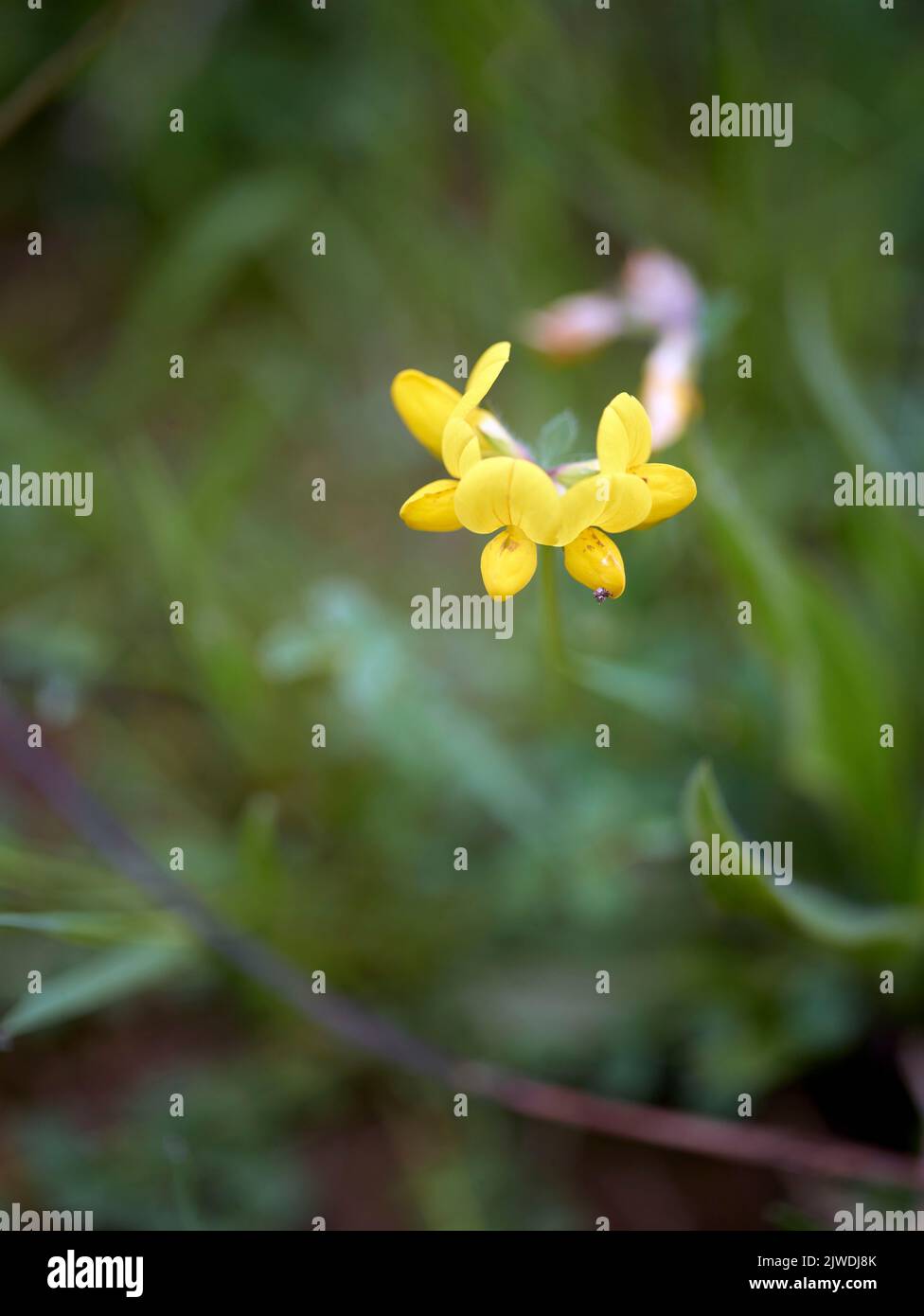 Beautiful yellow natural close up of Bird's-foot trefoil in its meadow ...