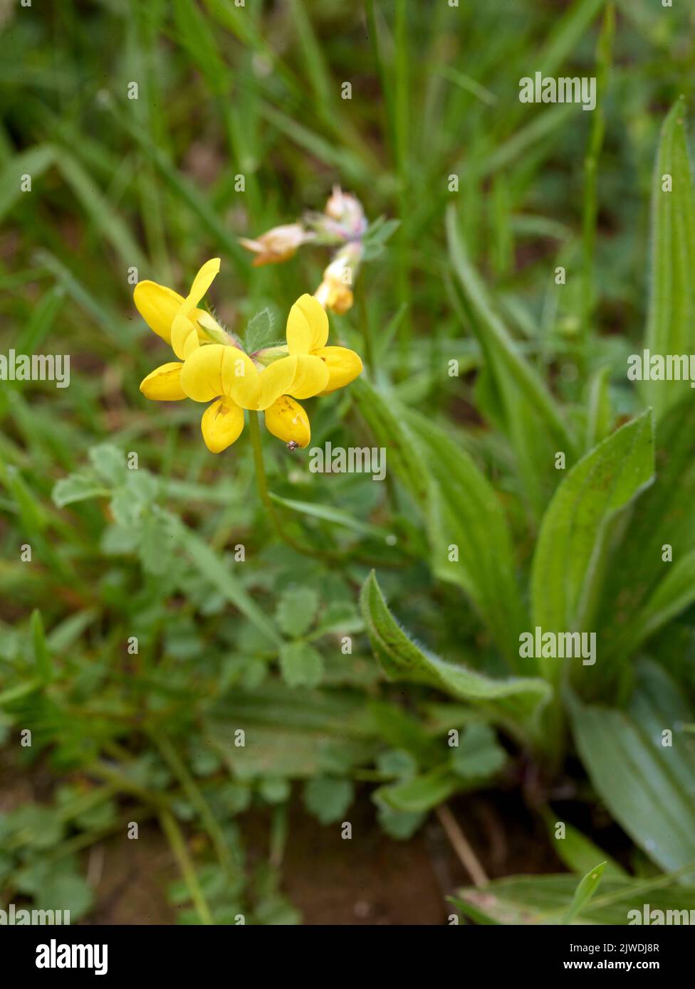 Beautiful yellow natural close up of Bird's-foot trefoil in its meadow ...