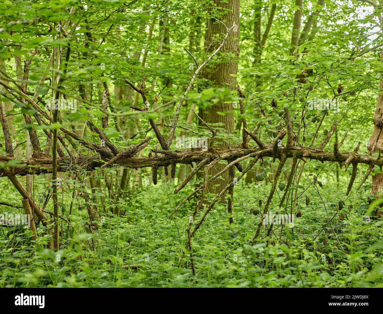 Natures chaos. Natural woodland patterns and textures formed by ...