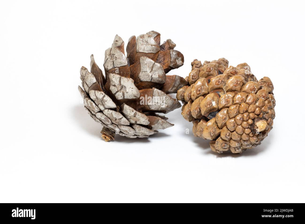 Pinecone, two pine cones isolated on a white background. Coniferous ...