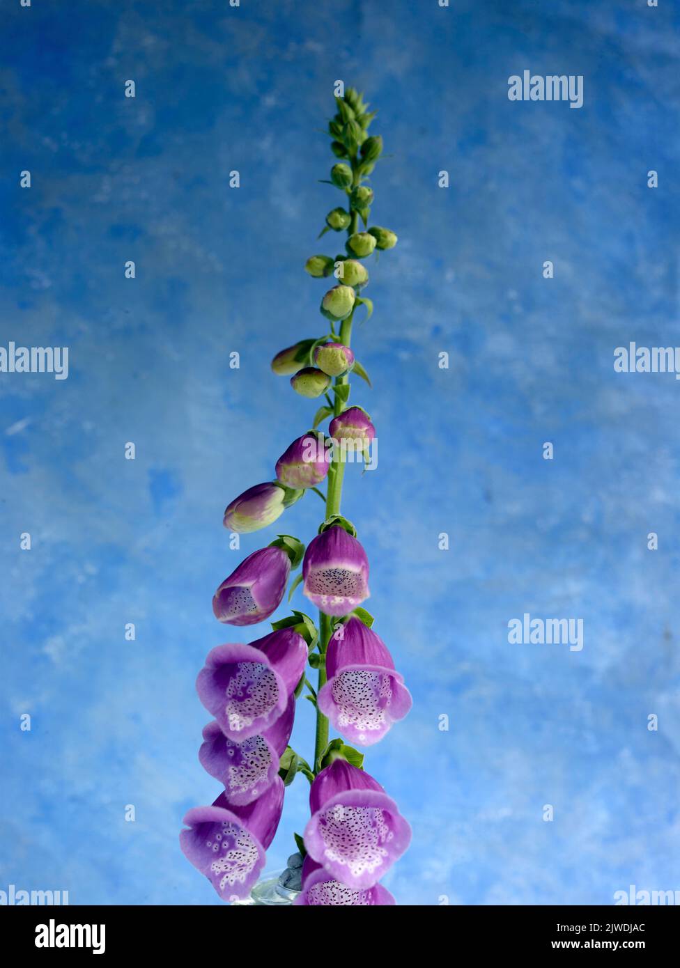 Striking natural close-up environmental flower poster portrait of ...