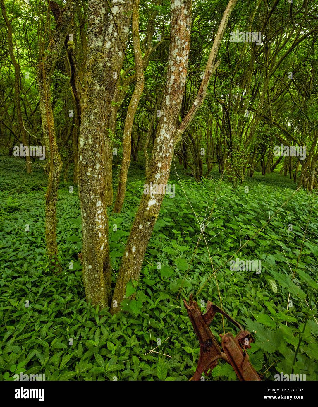 Natures chaos. Natural woodland patterns and textures formed by ...