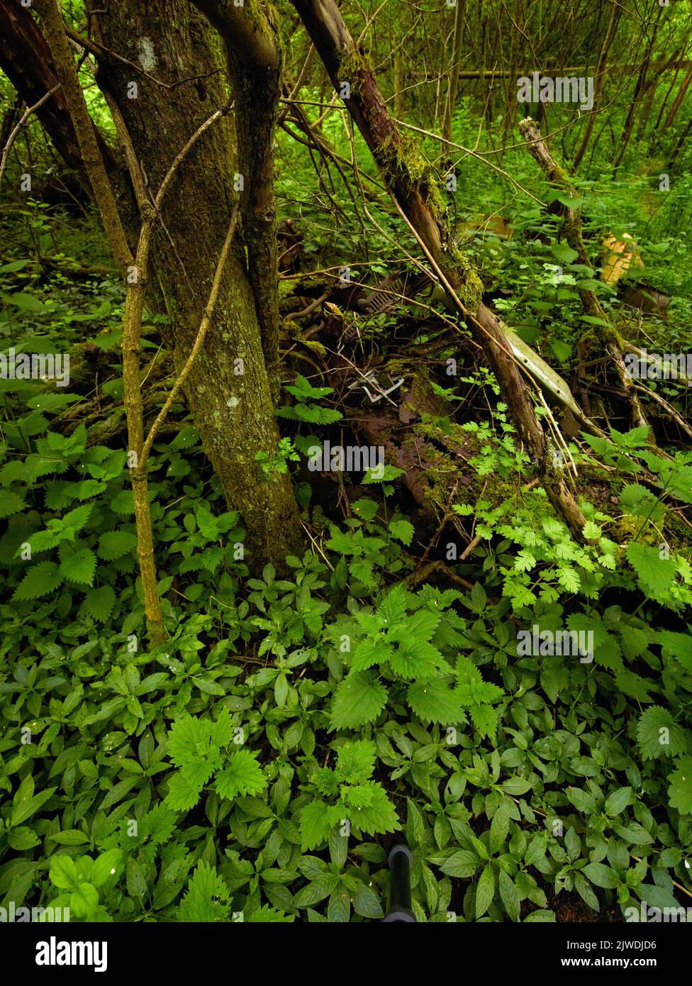 Natures chaos. Natural woodland patterns and textures formed by ...