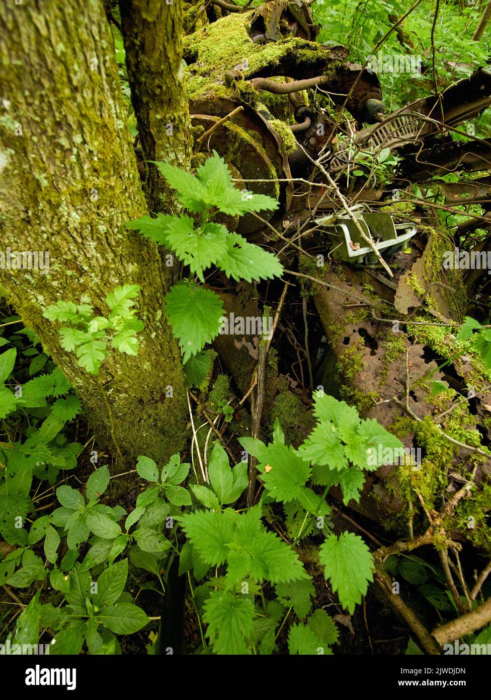Natures chaos. Natural woodland patterns and textures formed by ...