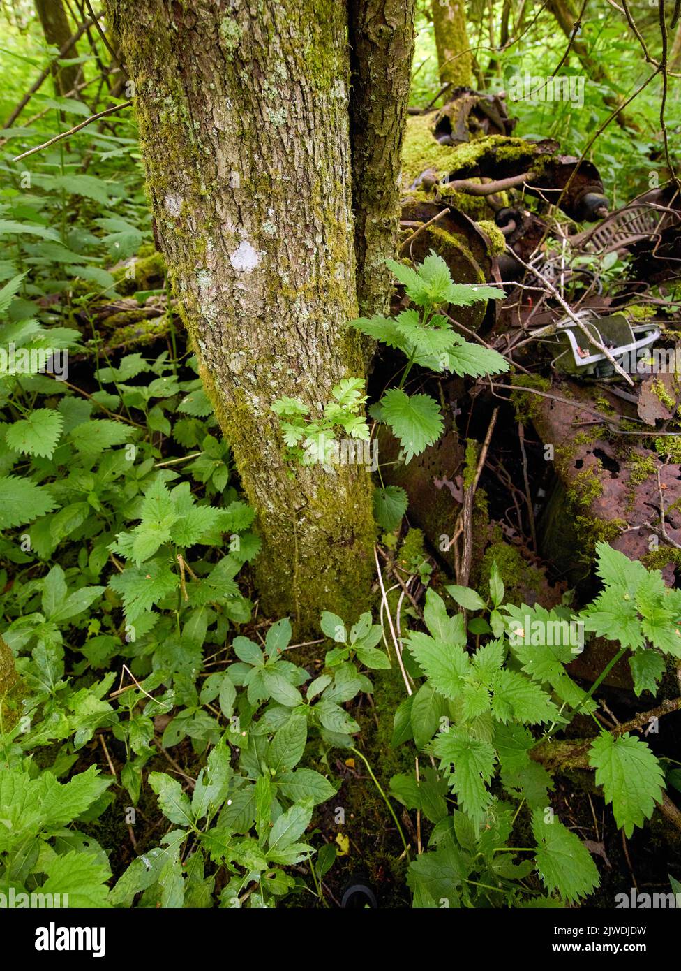 Natures chaos. Natural woodland patterns and textures formed by ...