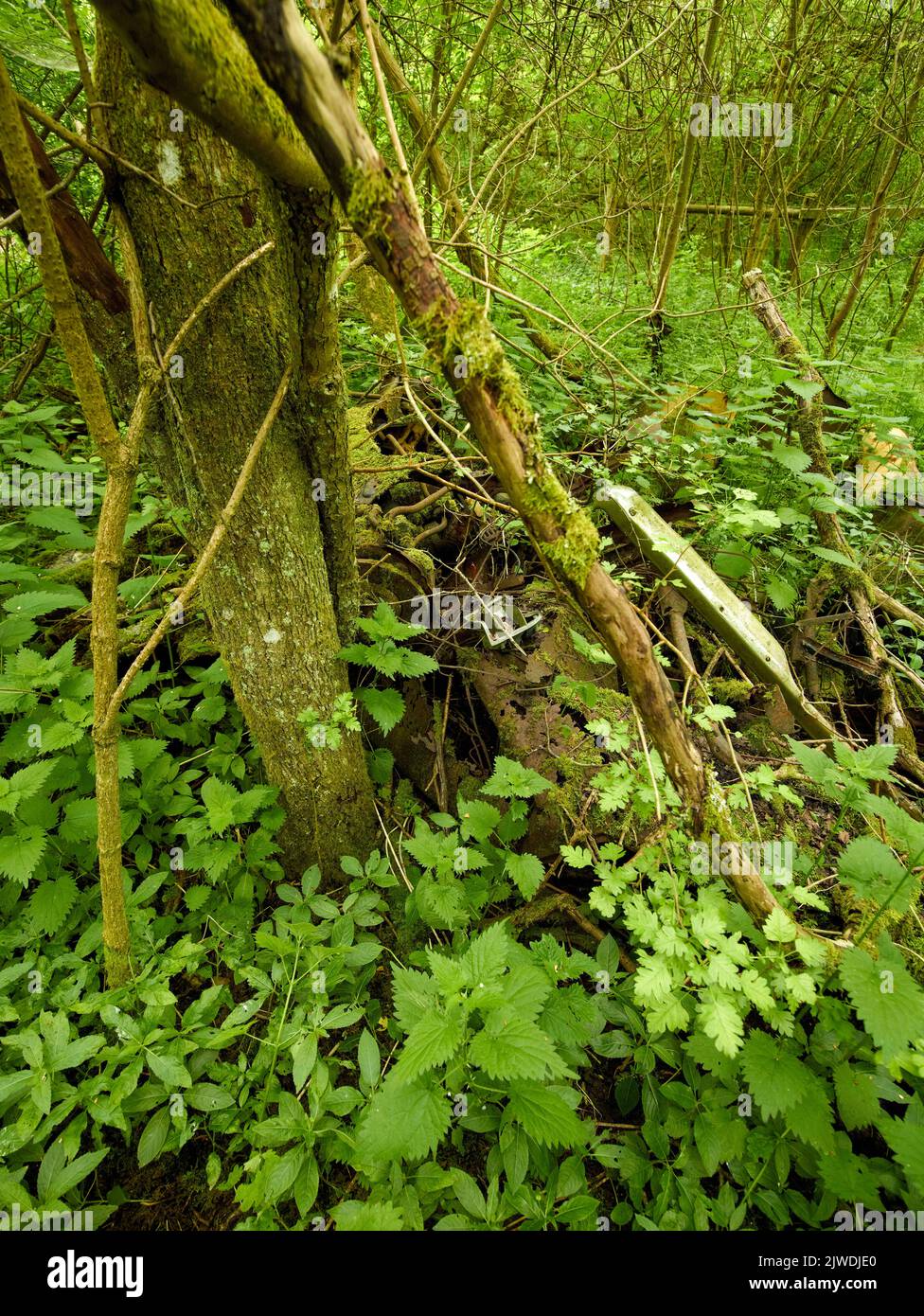 Natures chaos. Natural woodland patterns and textures formed by ...