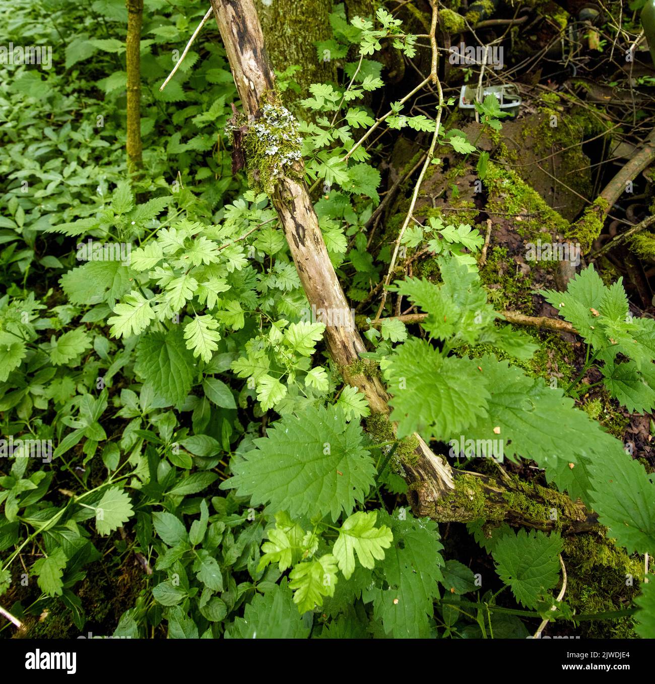 Natures chaos. Natural woodland patterns and textures formed by ...