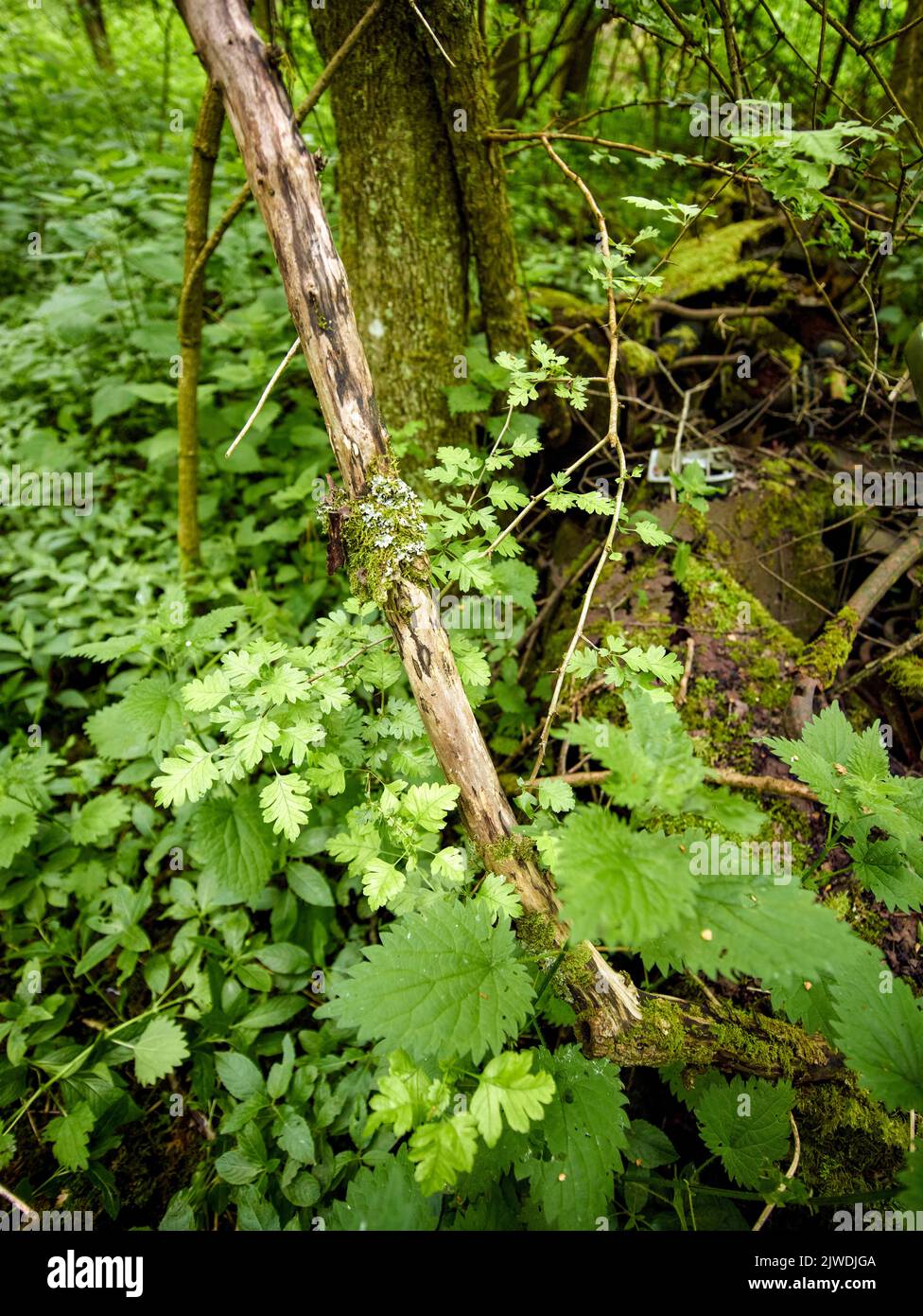 Natures chaos. Natural woodland patterns and textures formed by ...